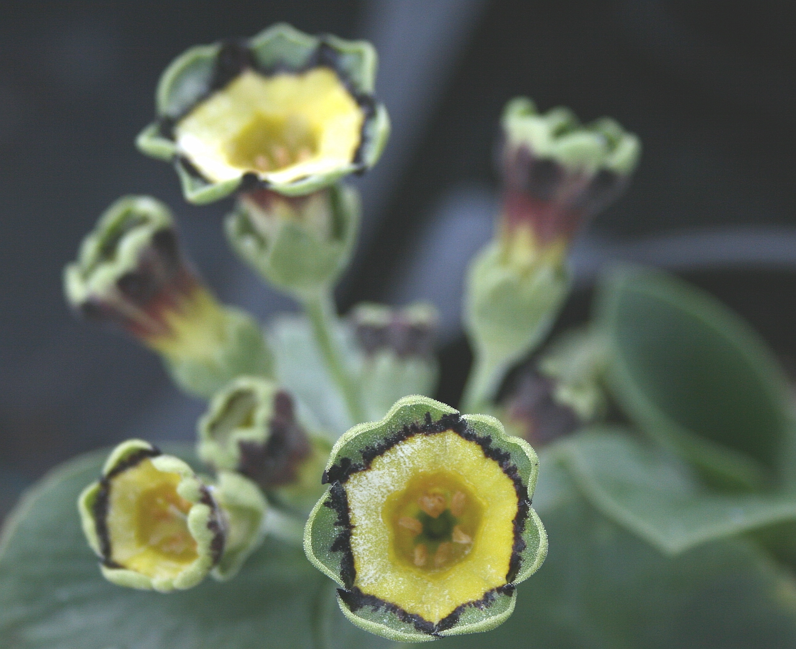 Primula Auricula Listing - Abriachan Nurseries