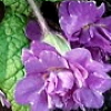Mail order plant catalogue Abriachan Nurseries